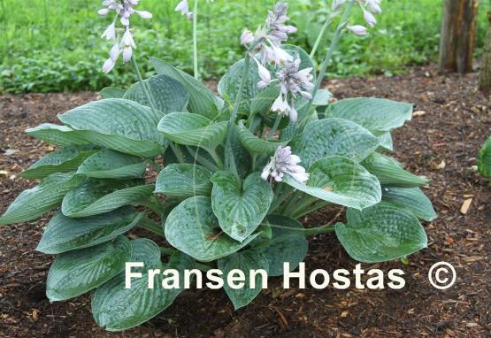 Hosta Gentle Giant - Fransen Hostas